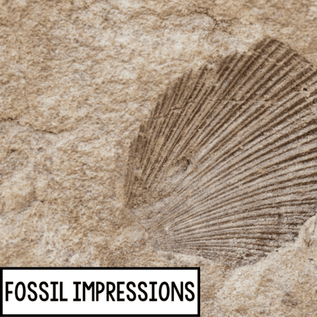 Teach It: 5 Ideas for Fossils and Past Environments — The Science Penguin