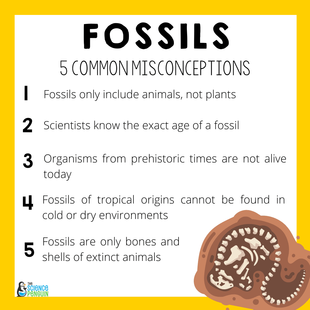 Teach It: 5 Ideas for Fossils and Past Environments — The Science Penguin