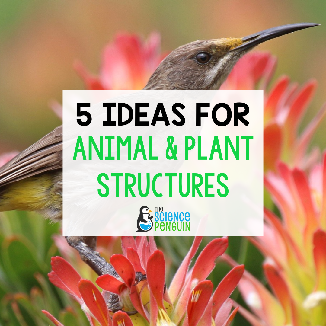 5 BEST Ideas to Teach Animal Adaptations and Plant Adaptations — The ...