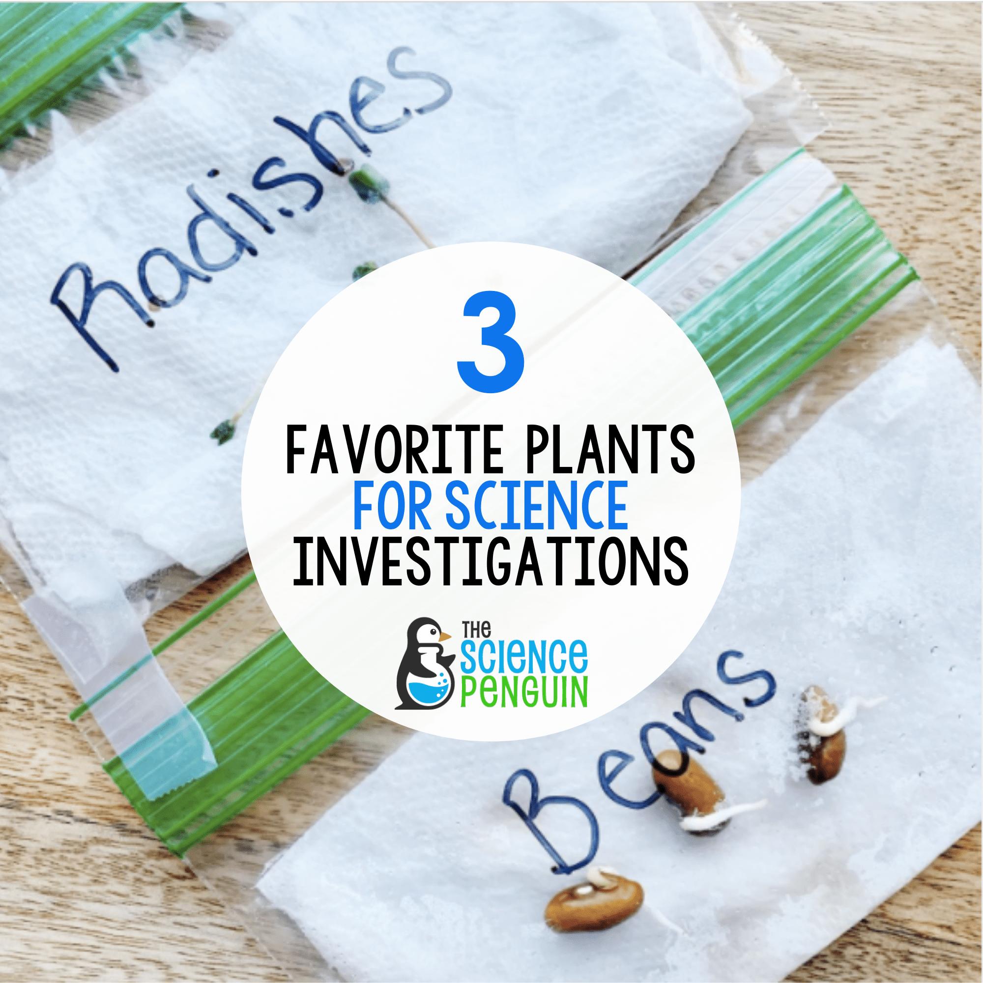 Plants and Photosynthesis Interactive Science Notebook Photos