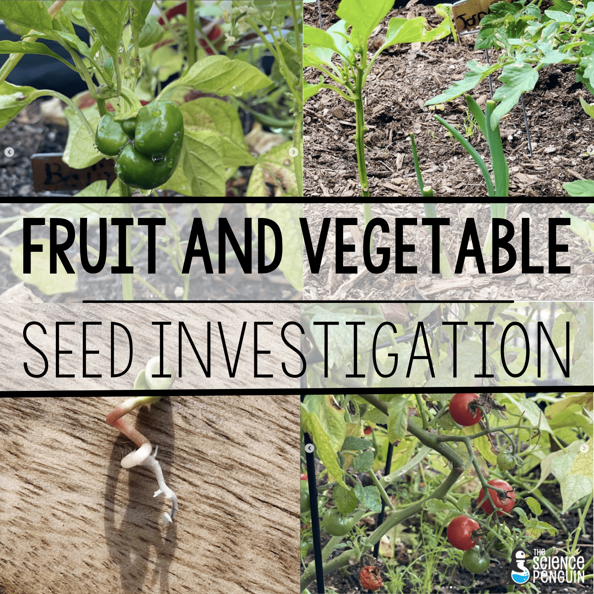 Plants and Photosynthesis Interactive Science Notebook Photos