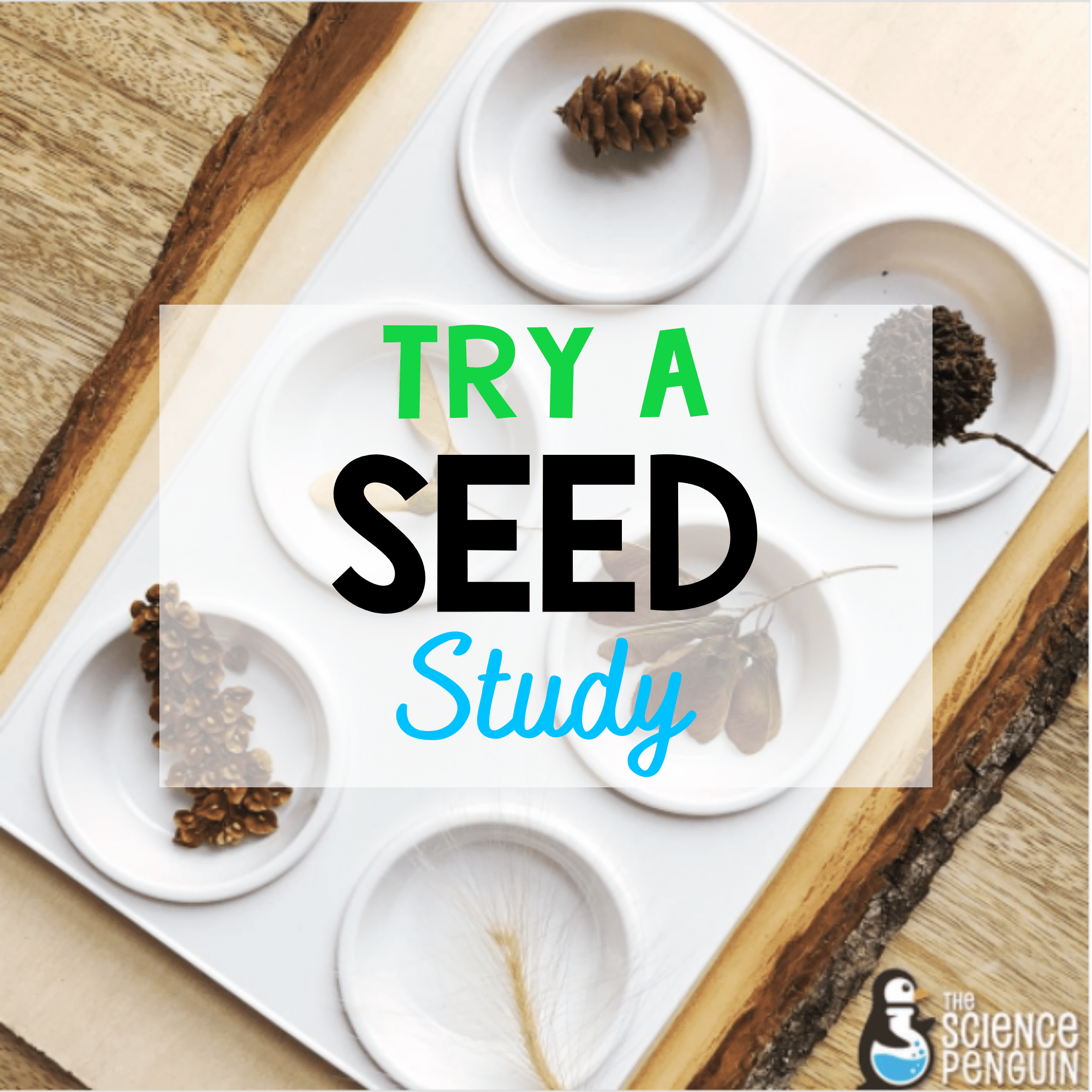 Plants and Photosynthesis Interactive Science Notebook Photos