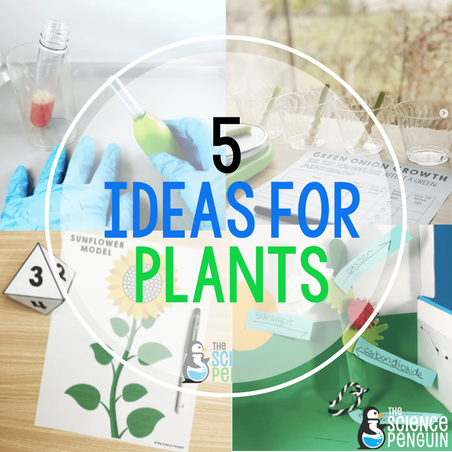 Plants and Photosynthesis Interactive Science Notebook Photos