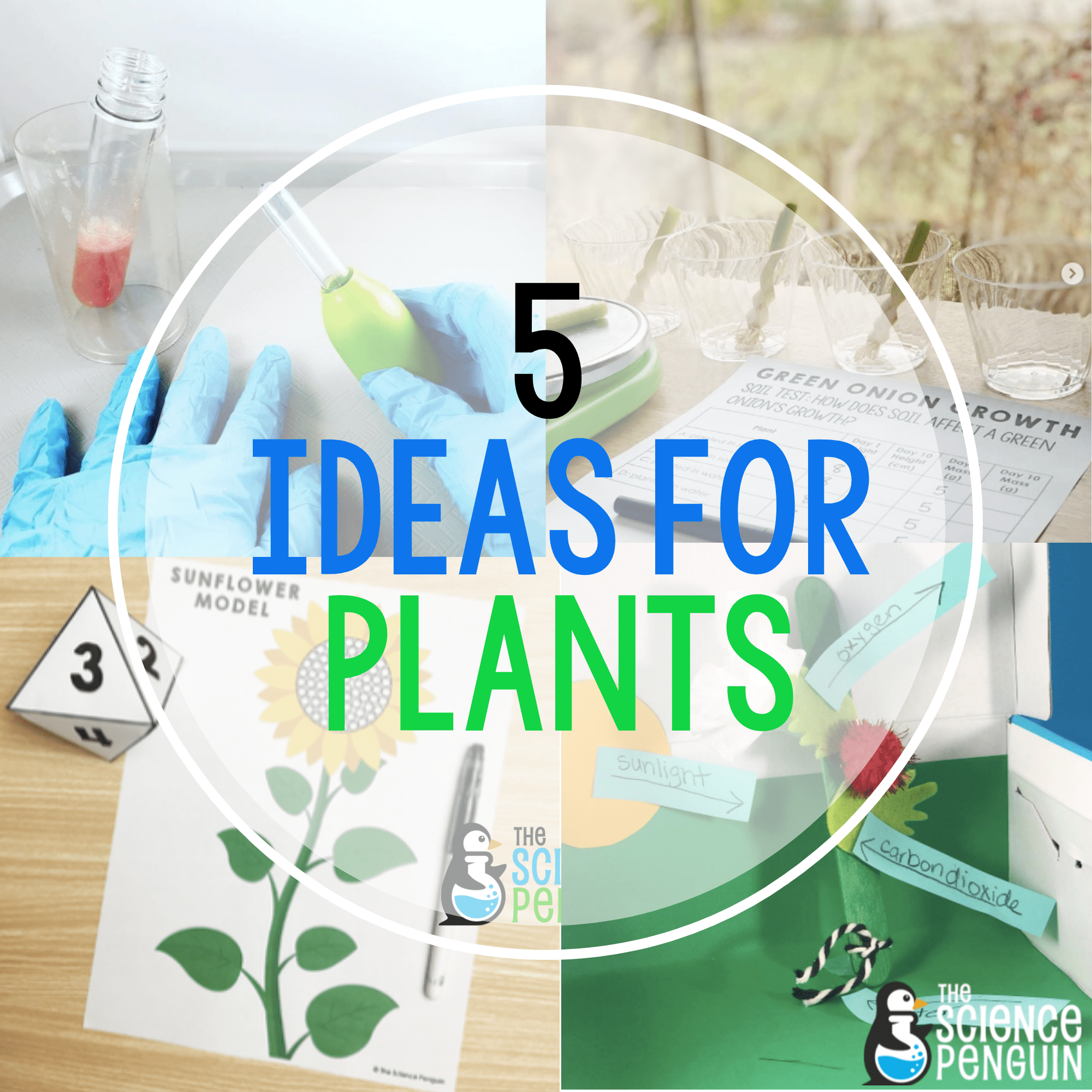 Plants and Photosynthesis Interactive Science Notebook Photos