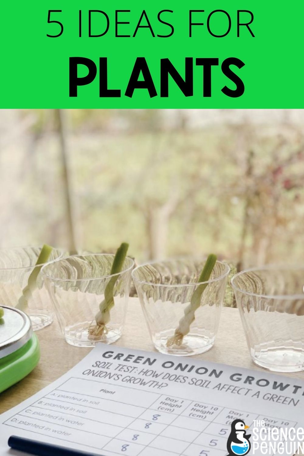 Plants and Photosynthesis Interactive Science Notebook Photos