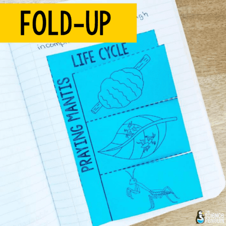 Life Cycles Science Notebook Photos