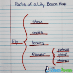 How I Use Science Thinking Maps