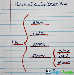 How I Use Science Thinking Maps