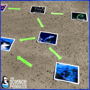 Step on it! A life-sized food web — The Science Penguin