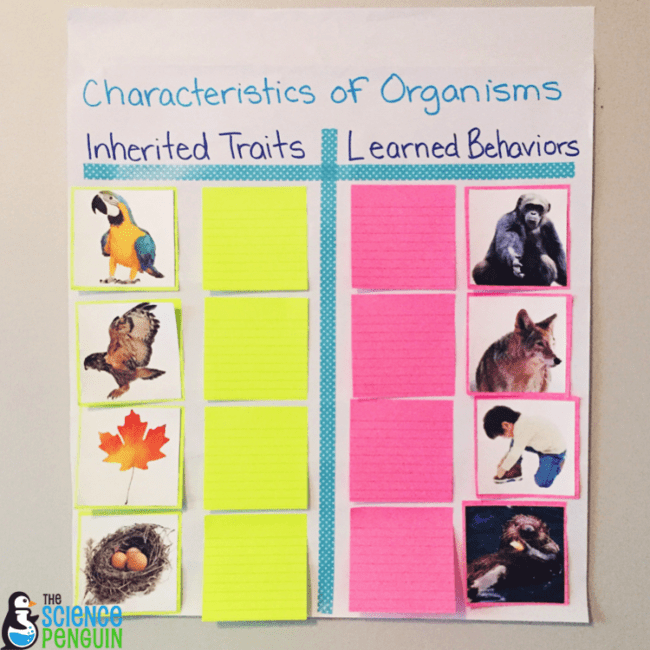 Science Vocabulary Ideas: Collaborative anchor charts for inherited ...
