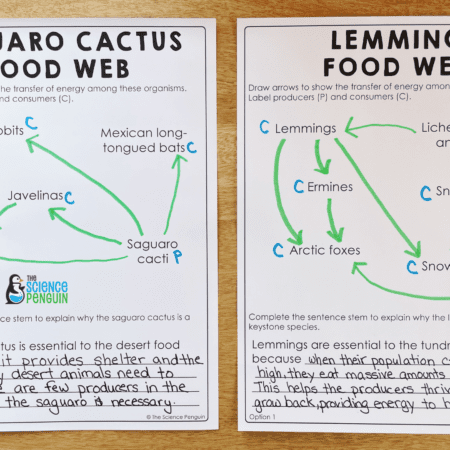 How to Teach Food Webs: 9 Exciting Hands-on Activities for 4th grade ...