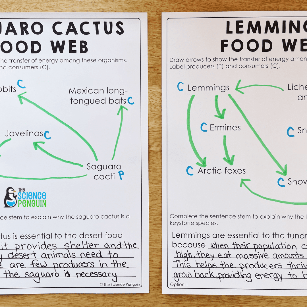 How to Teach Food Webs: 9 Exciting Hands-on Activities for 4th grade ...