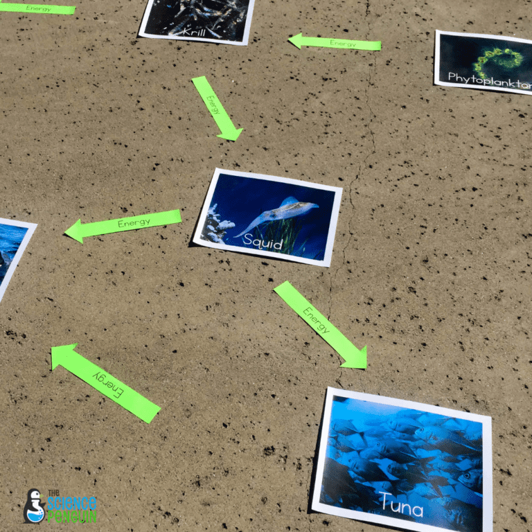 How to Teach Food Webs: 9 Exciting Hands-on Activities for 4th grade ...