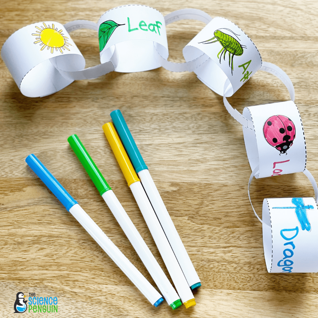 How to Teach Food Webs: 9 Exciting Hands-on Activities for 4th grade ...