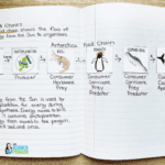 How to Teach Food Webs: 9 Exciting Hands-on Activities for 4th grade ...