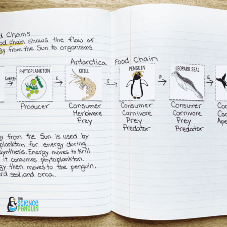 How to Teach Food Webs: 9 Exciting Hands-on Activities for 4th grade ...