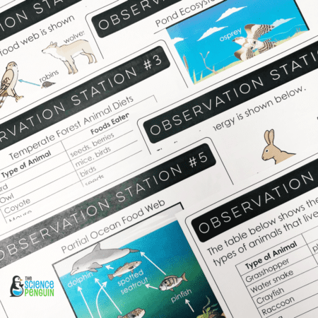 How to Teach Food Webs: 9 Exciting Hands-on Activities for 4th grade ...