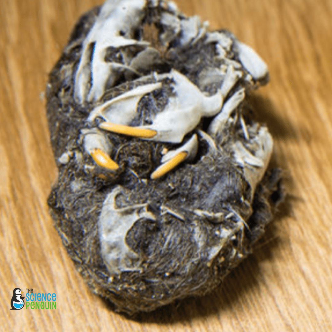 How to Teach Food Webs: 9 Exciting Hands-on Activities for 4th grade ...