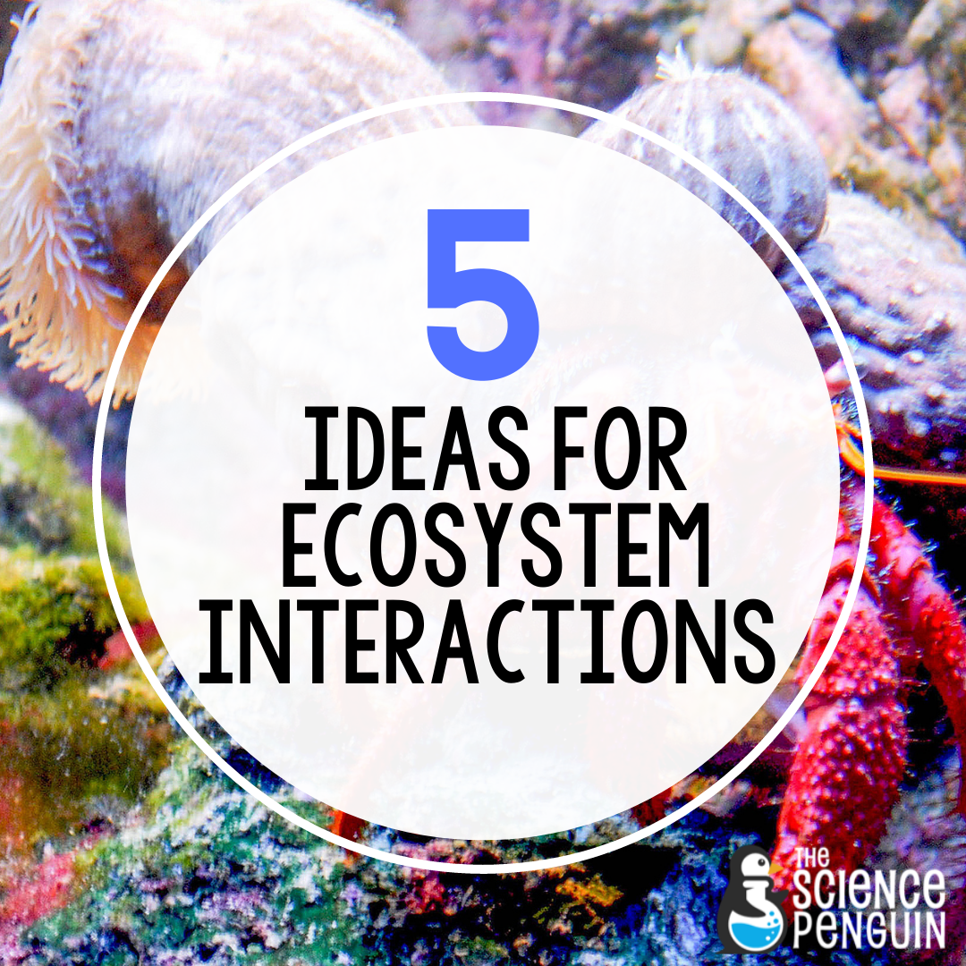 How to Teach Food Webs: 9 Exciting Hands-on Activities for 4th grade ...