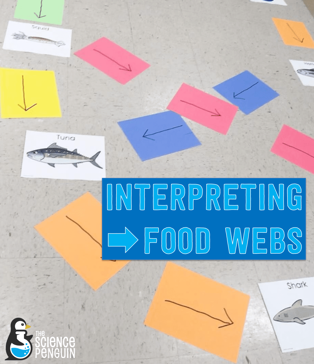 5 Ideas for Interpreting Food Webs — The Science Penguin