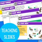 How to Teach Food Webs: 9 Exciting Hands-on Activities for 4th grade ...