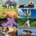 PHENOMENAL Food Webs: Teaching the 5th grade NGSS food webs standard ...