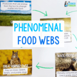 PHENOMENAL Food Webs: Teaching the 5th grade NGSS food webs standard ...