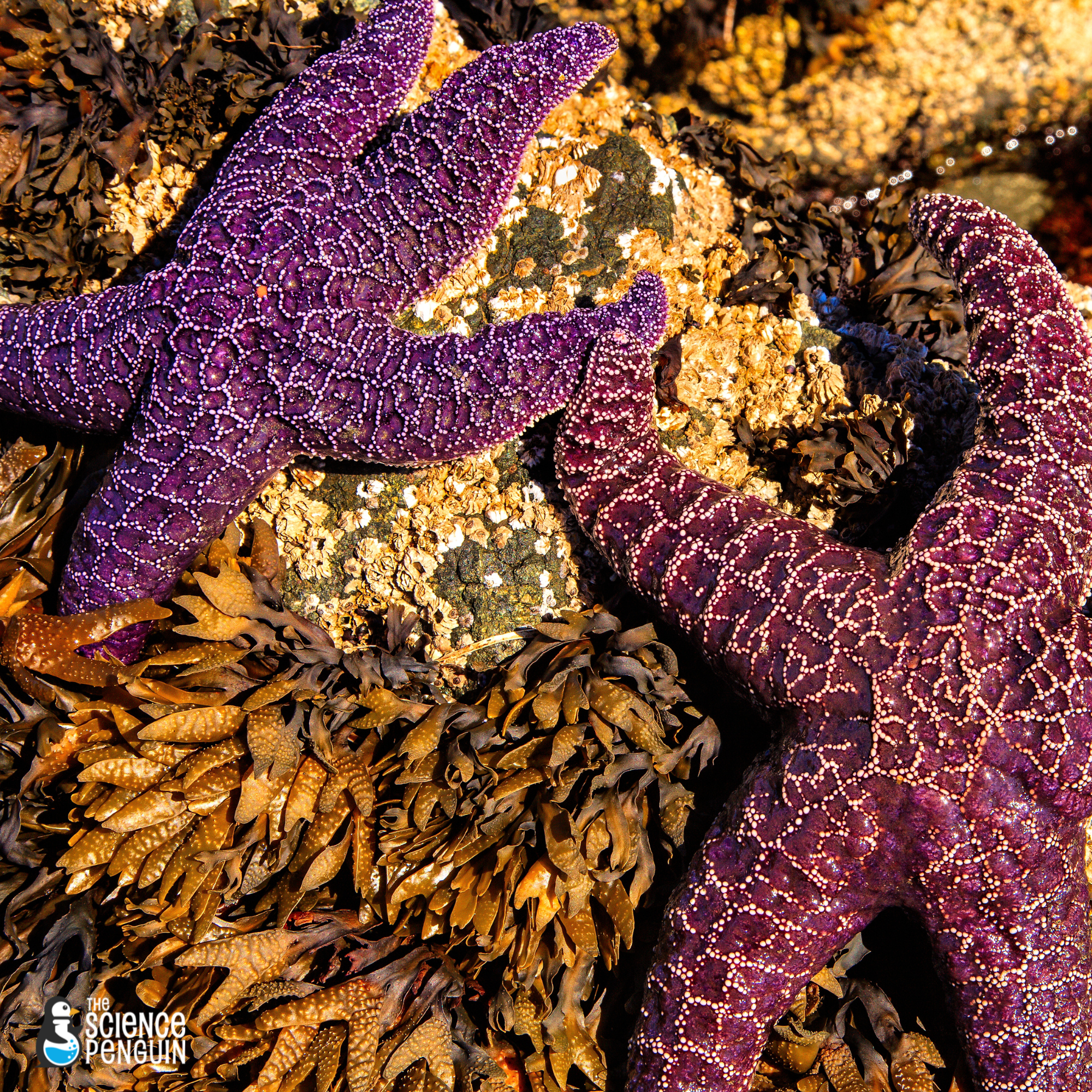PHENOMENAL Food Webs: Teaching the 5th grade NGSS food webs standard ...