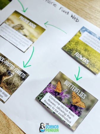 PHENOMENAL Food Webs: Teaching the 5th grade NGSS food webs standard ...