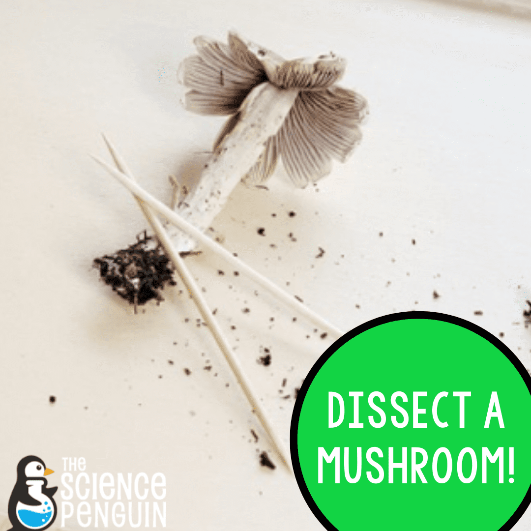 Teaching Students About the Role of Fungi in Moving Matter in ...