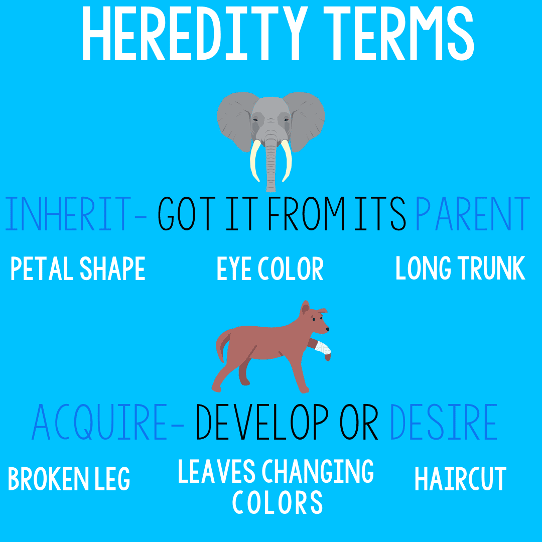 5 Ideas for Inherited Traits and Acquired Traits for 3rd, 4th, and 5th ...