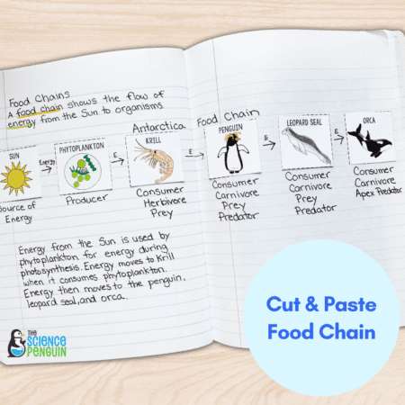 How to Teach Food Chains for 2nd and 3rd Grade — The Science Penguin