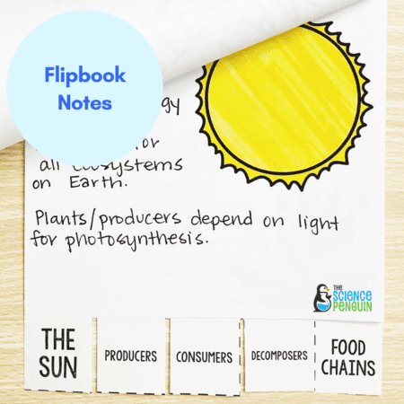How to Teach Food Chains for 2nd and 3rd Grade — The Science Penguin