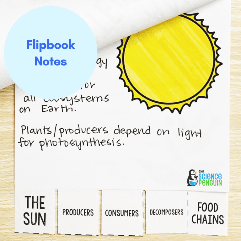 How to Teach Food Chains for 2nd and 3rd Grade — The Science Penguin