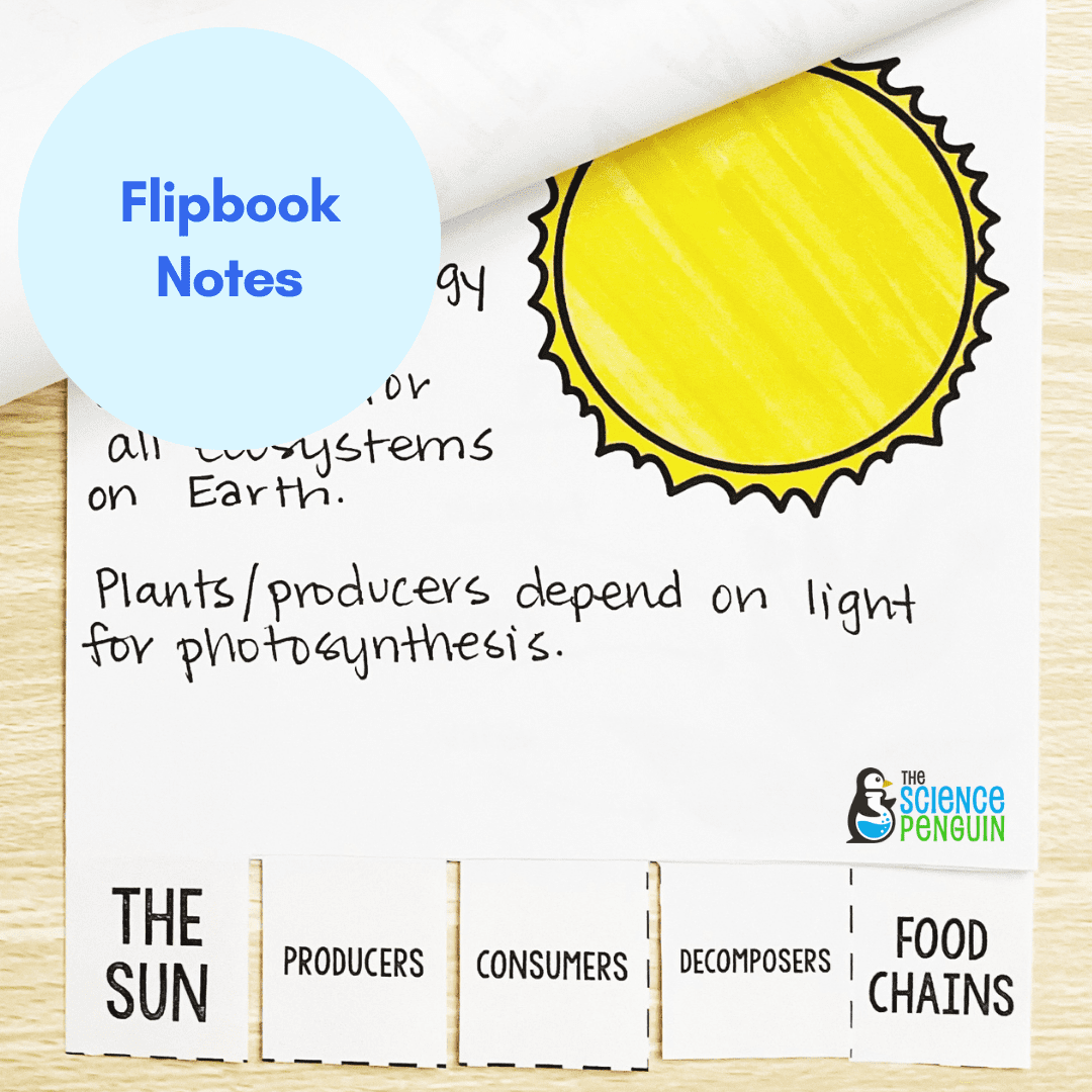 How to Teach Food Chains for 2nd and 3rd Grade — The Science Penguin