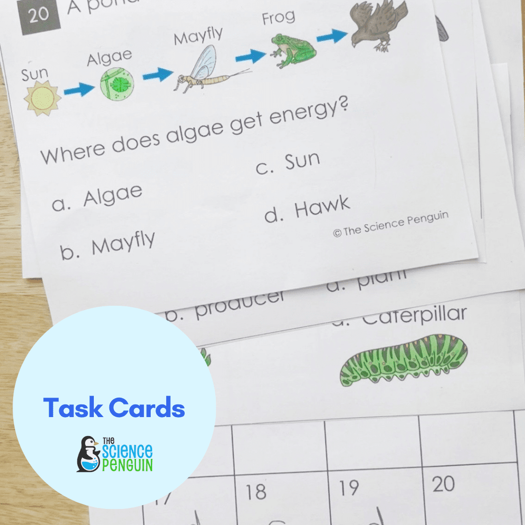 How to Teach Food Chains for 2nd and 3rd Grade — The Science Penguin